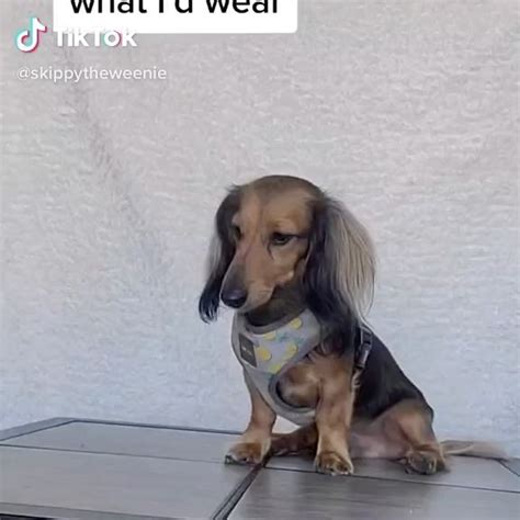 Tiny Tails Box Home Facebook