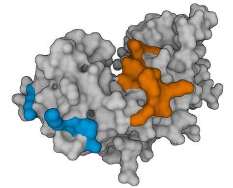 Elisa Pro Human Ifn γ Mabtech