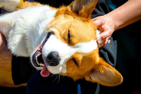 Preppy Paws Dog Training Academy Puppy Classes Bountiful Utah Usa