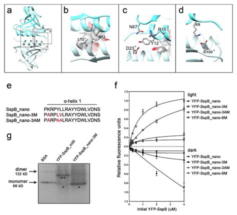 21 The Binding Affinity Comparison Between Sspb Mutants A The
