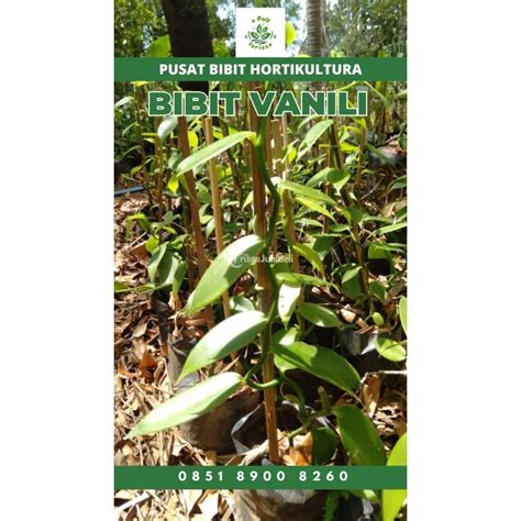 Sentral Bibit Vanili Vanilla Planifolia Di Magetan Tribun Jualbeli