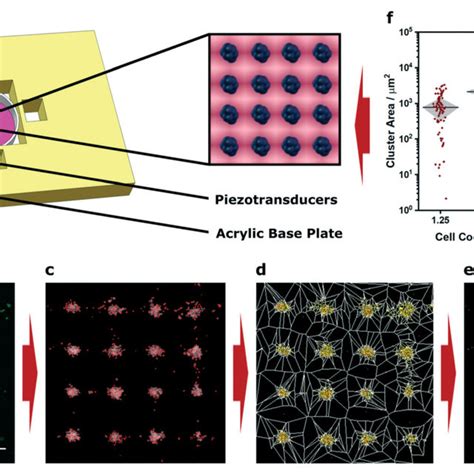 Demonstration Of Acoustic Cell Patterning And Voronoï Tessellation