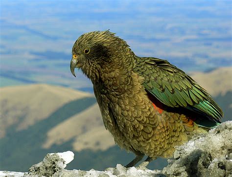 Free Images Nature Snow Bird Wing Wildlife Beak Alpine Fauna