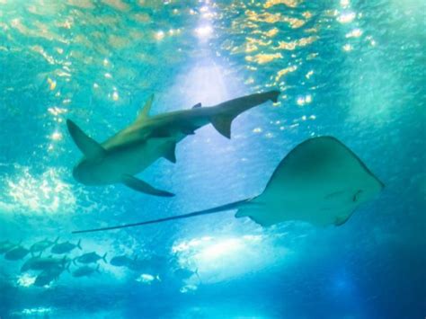 Tiburones Y Rayas Del Mediterráneo En Peligro De Extinción Por La