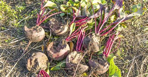 17 Beet Plant Problems And How To Troubleshoot Them