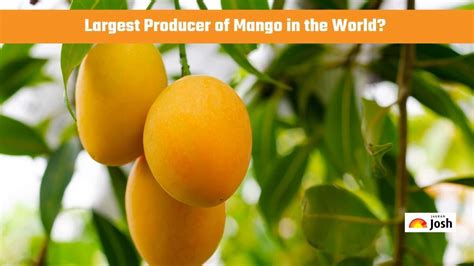 Which Country Is The Largest Producer Of Mango In The World Check List