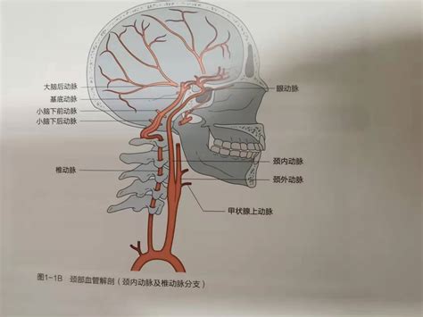 颈部血管的超声解剖静脉超声血管导管分出 健康界