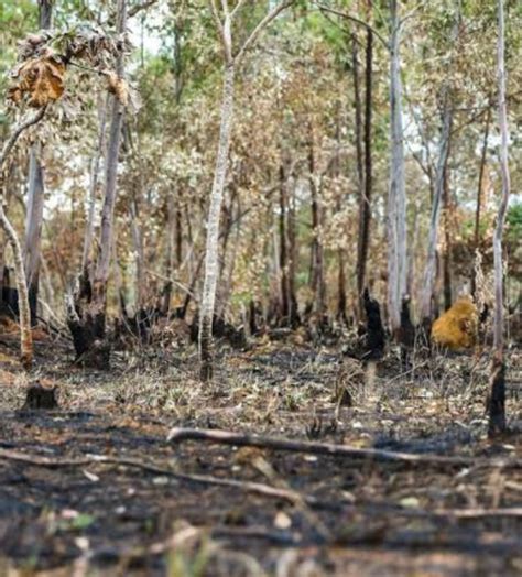 Legalização Da Grilagem Especialistas Temem Pelo Risco De Projeto No