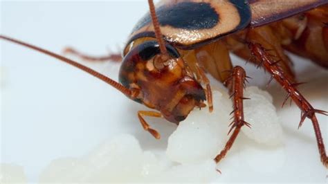 Pictures Of Roach Bites Roach Cockroach Insect