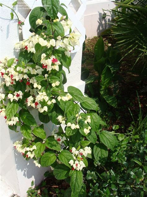 Plantfiles Pictures Clerodendrum Species Bleeding Heart Vine Glory