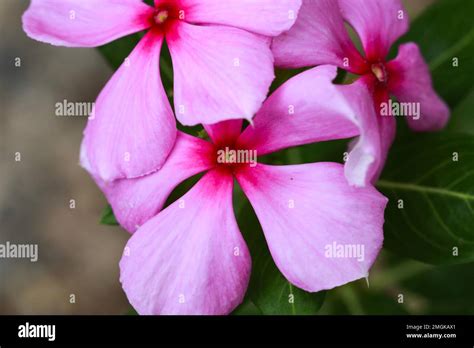 Catharanthus Roseus Bright Eyes Cape Periwinkle Graveyard Plant