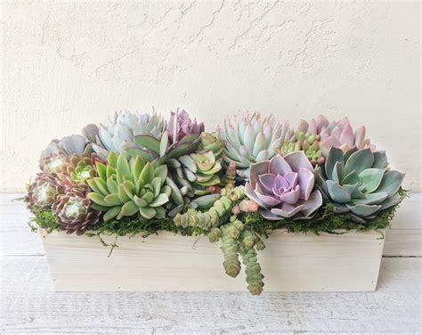 18 Rectangular Succulent Arrangement Succulent T Client Etsy