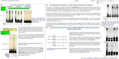 O Antigen Biosynthesis In S Enterica Group B Modified From Reeves And