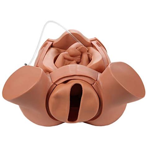 Anatomy Lab Cesarean Section Simulator C Section Simulator Permits