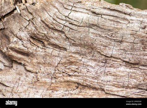 Natural Figure Of Organic Wooden Grain Shows Tree Details Of Hardwood