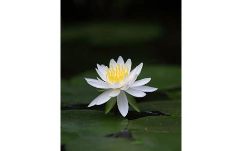 Cassandra K Burdine Obituary 2025 South Bend In Alfords Mortuary