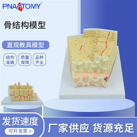 Spot Goodspnt 0284 Bone Structure Model Microscopy Anatomical Model Intraosseous Structure