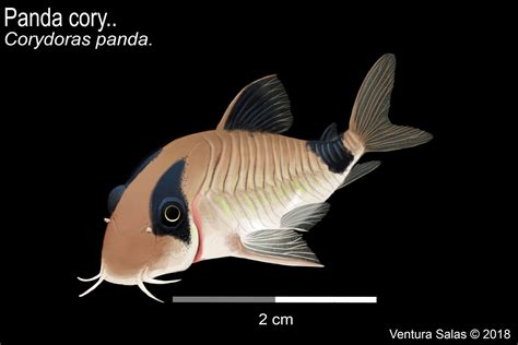 Panda Cory By Venturasalas On Deviantart