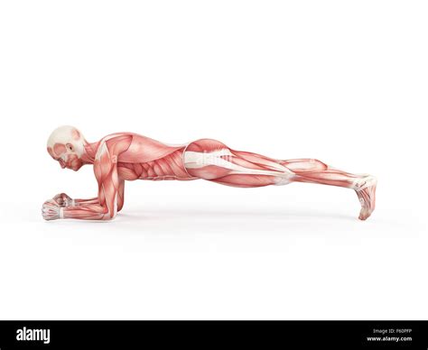 Plank Exercise Diagram