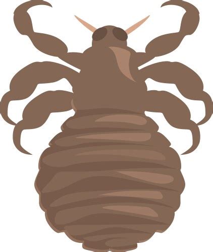 Louse Insect Spreading Infection Through Vector Image