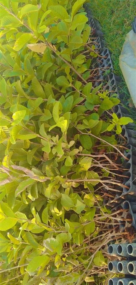 Eucalyptus Clonal Plants At Rs 6piece Eucalyptus Plant In Roorkee