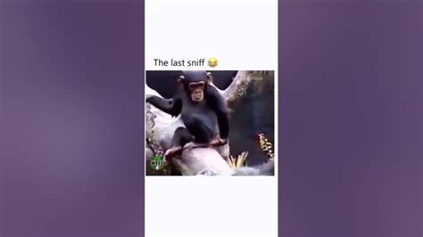 Alia Bhat Recent Viral Video Meme 😂😂 Funny Memes Youtube
