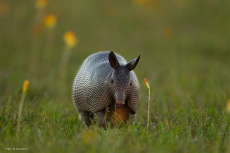 Tatú Mulita Southern Long Nosed Armadillo Dasypus Hybridus Faune