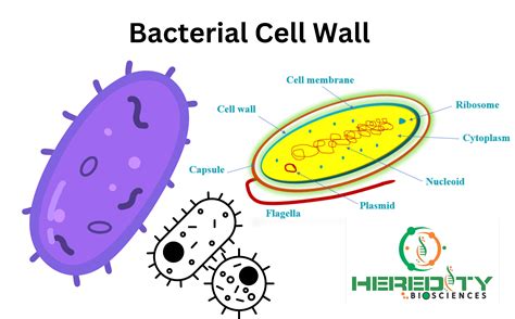 Cell Wall Structure Of Bacteria