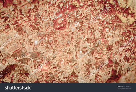 Micrograph Medical Science Simple Squamous Epithelium Foto Stock 121623772 Shutterstock