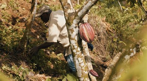 Eudr Geolocation Data And Supply Chain Mapping Guide Daarnhouwer And Co