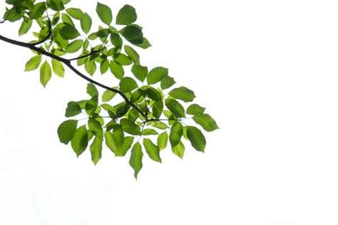 دانلود عکسبرگ و شاخه درخت دیجیو