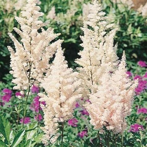 Astilbe A Gladstone Bare Root Plant Shade Loving Perennials