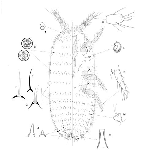 First Instar Nymph Sex Undetermined Of Marchalina Hellenica Compared