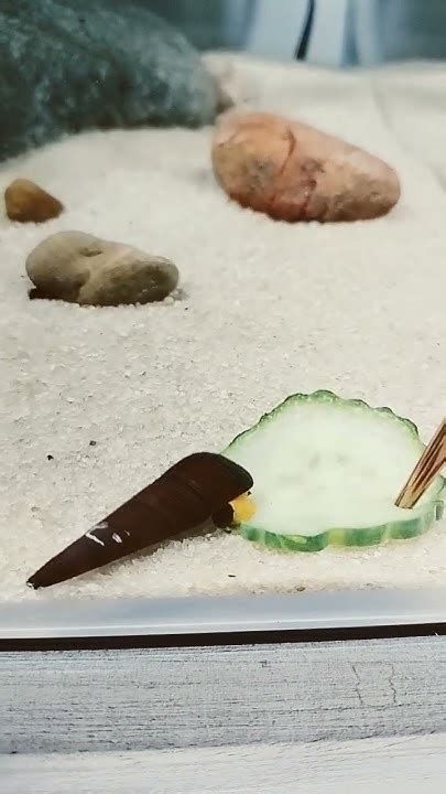 Orange Rabbit 🐌 Enjoying Cucumber Youtube