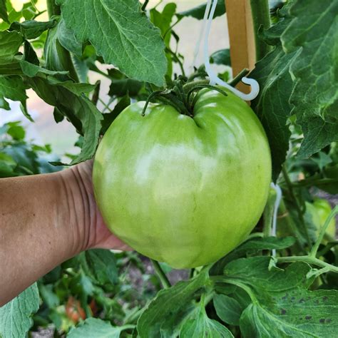 Spadone Gigante Tomato Happy Tomato