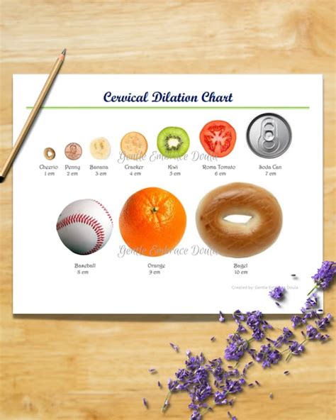 Cervical Dilation Chart Cervix Chart Doula Midwife Etsy