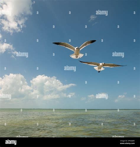 Close Up Of Two Seagulls Flying Against The Blue Sky On A Sunny Day In