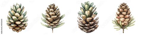 Close Up Shots Of Various Pine Cones Featuring Detailed Textures