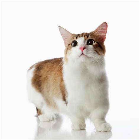 What Does A Dwarf Cat Look Like At Margaret Cavanaugh Blog
