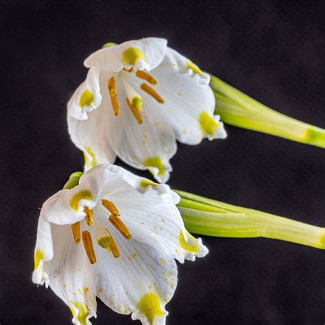 Bunga Bunga Bunga Putih Kelopak Foto Gratis Di Pixabay