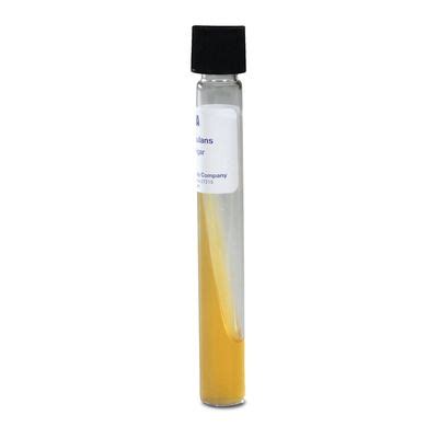 Bacillus Coagulans Living Tube Carolina Biological Supply