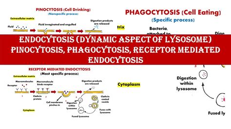 Pinocytosis Process