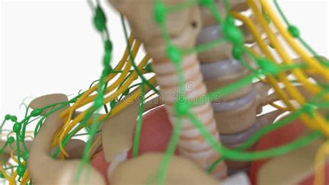 Human Lymph Nodes Anatomy For Medical Concept 3d Rendering Stock