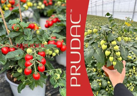 Tfa2024 Meetprudac Prudac™