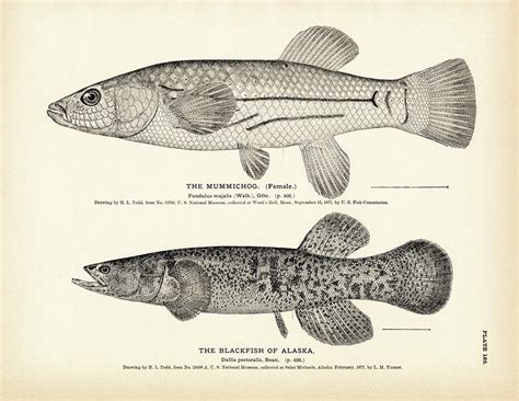 Mummichog