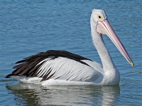 Australian Pelican Ebird