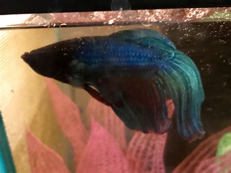 Picasso Pets Fish Pet Animals