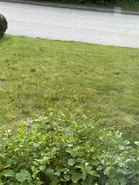 Why Is My Grass So Lumpy Rlandscaping