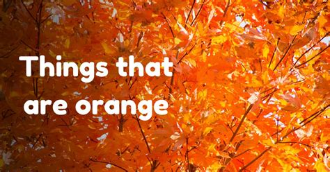 List Of Things That Are Orange