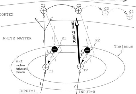 Analogical Filtering In The Thalamus The Diagram Shows A Simplified